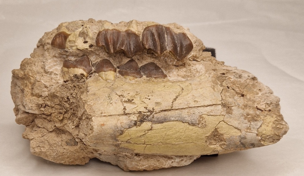 Oreodont kjeve og tenner i matriks (30 mill år) - Naturens Mangfold AS